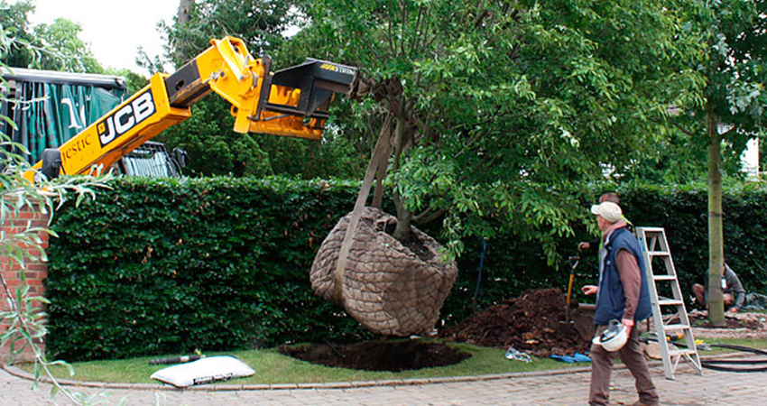 Large Tree Planting - Coldstream Land Escape